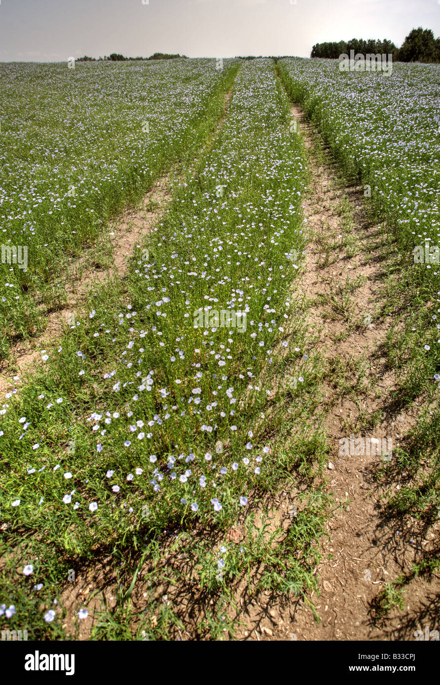 Flax fields hi-res stock photography and images - Alamy