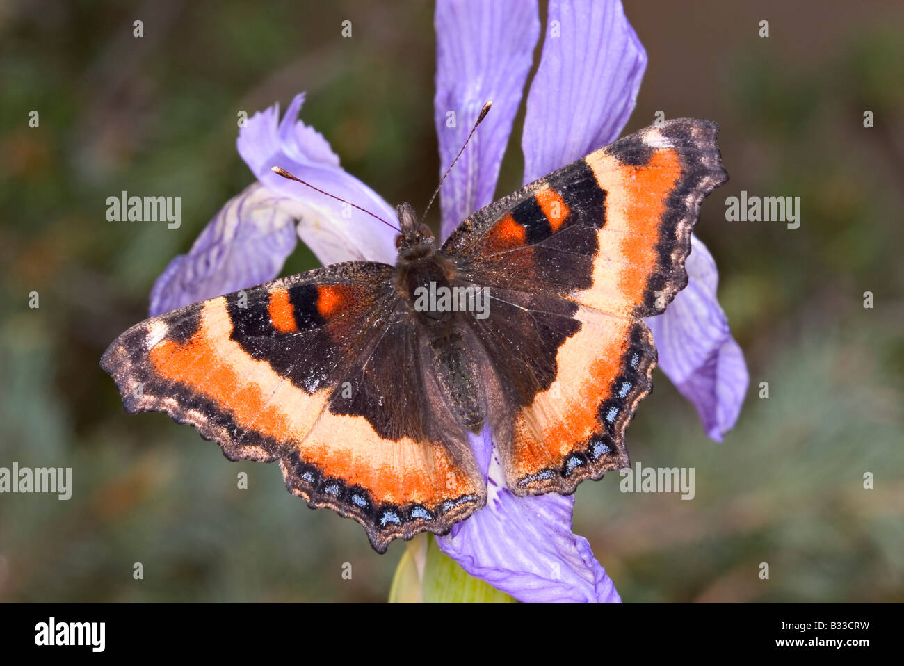 Milbert's Tortoiseshell Nymphalis milberti Stock Photo - Alamy