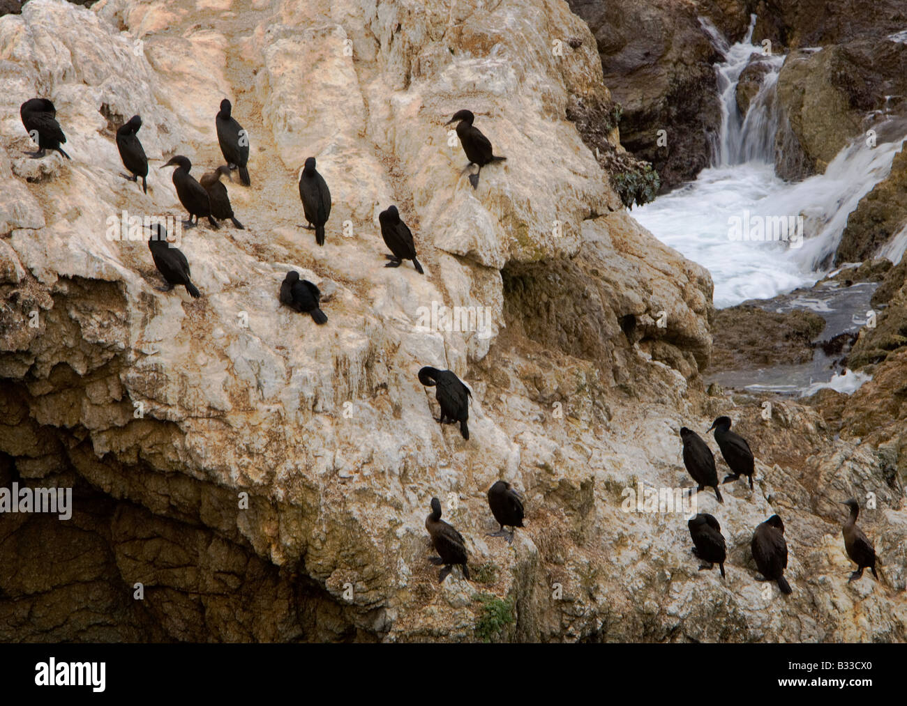 These long necked all black sea birds are cormorants Two species nest ...