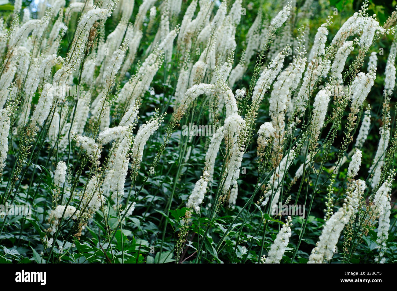 Actaea racemosa hi-res stock photography and images - Alamy