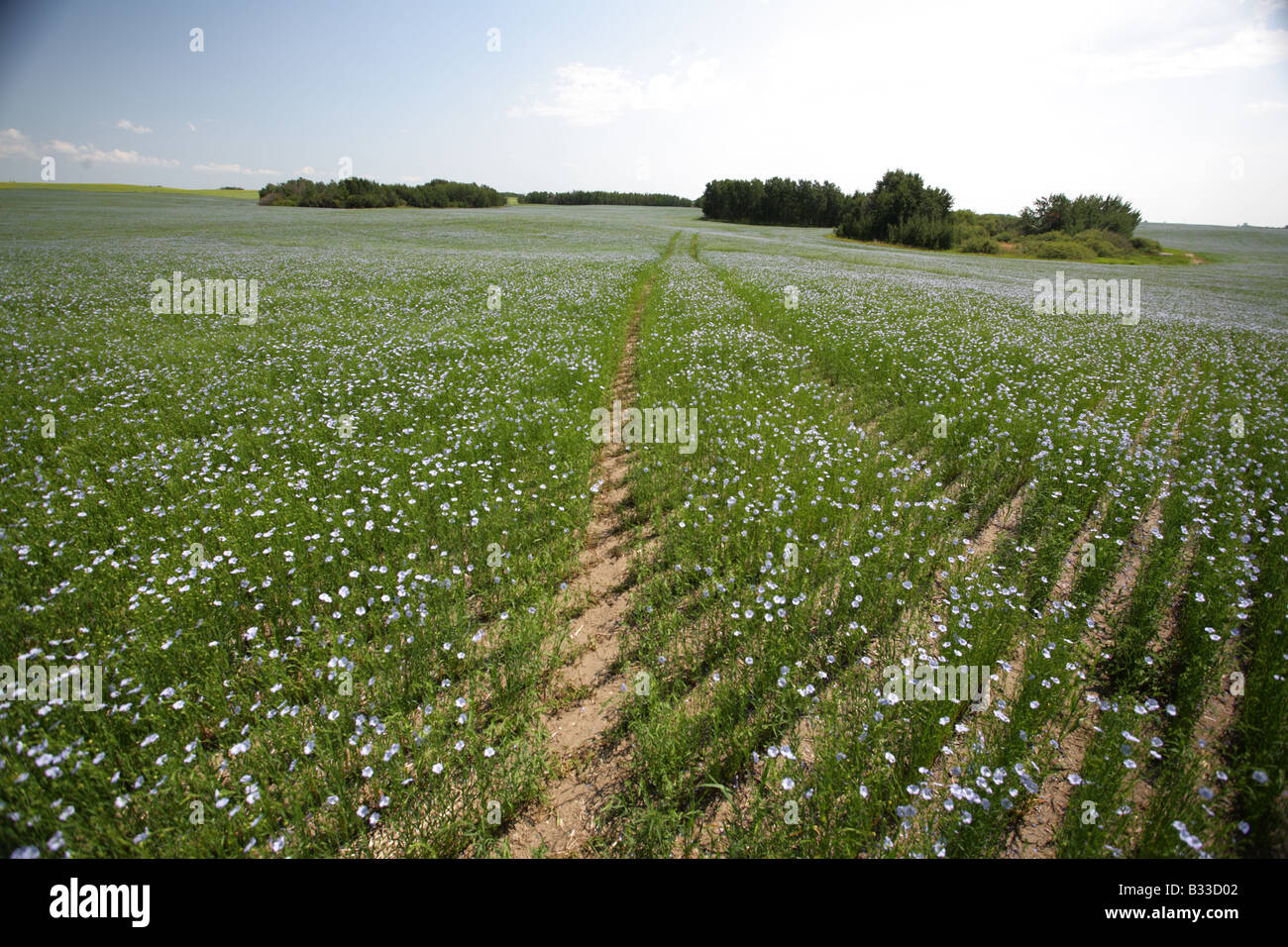 Flax fields hi-res stock photography and images - Alamy
