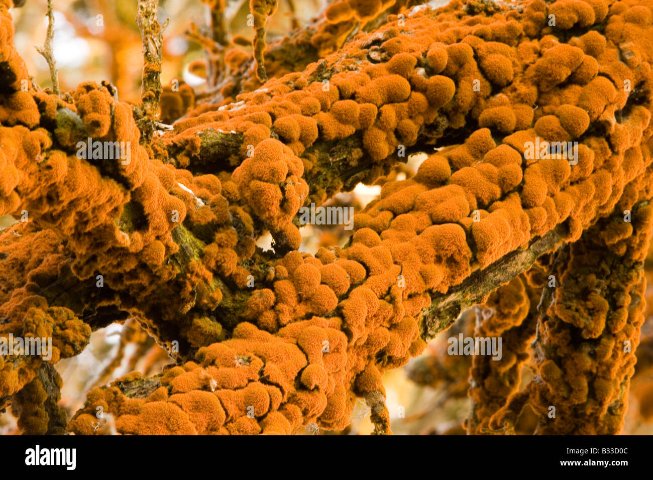 Alga trentepohlia hi-res stock photography and images - Alamy