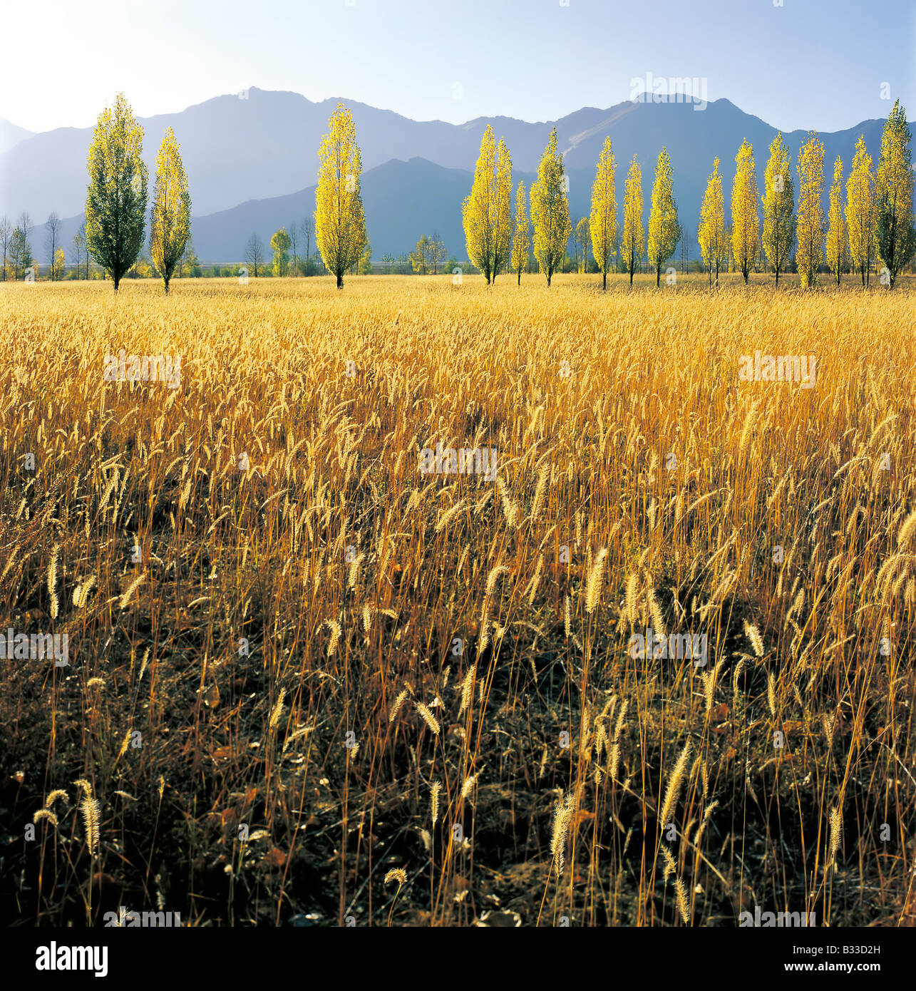 Golden bristle grass hi-res stock photography and images - Alamy