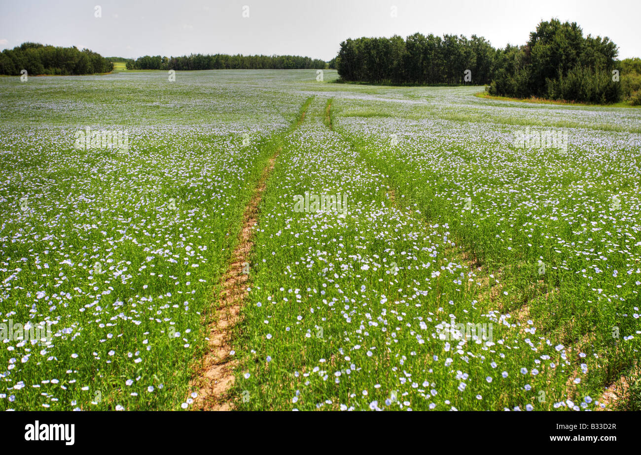 Flax fields hi-res stock photography and images - Alamy