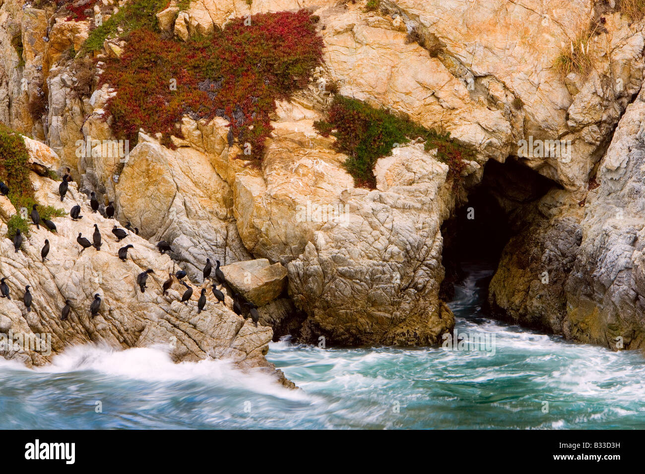 These long necked all black sea birds are cormorants Two species nest ...
