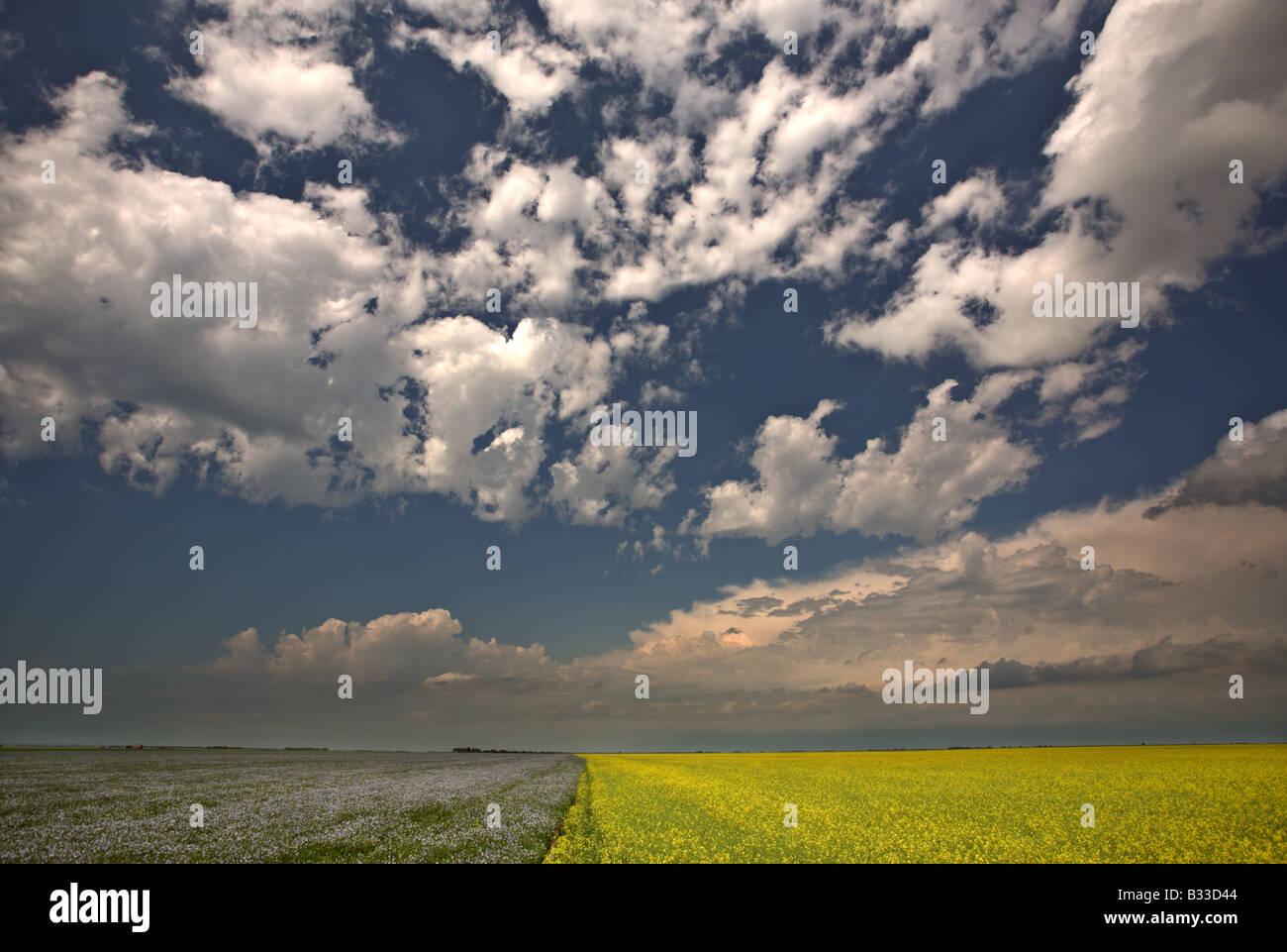 Canola and flax fields in Saskatchewan Stock Photo - Alamy