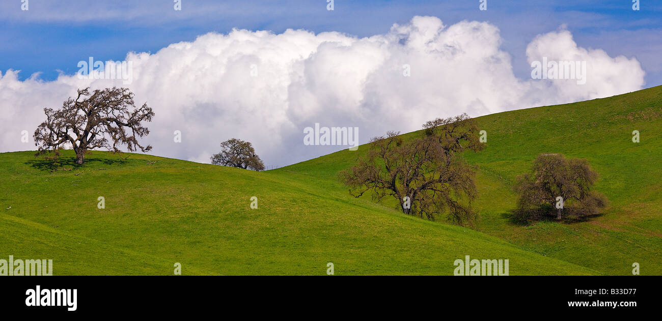 Oak trees rolling hills santa hi-res stock photography and images - Alamy