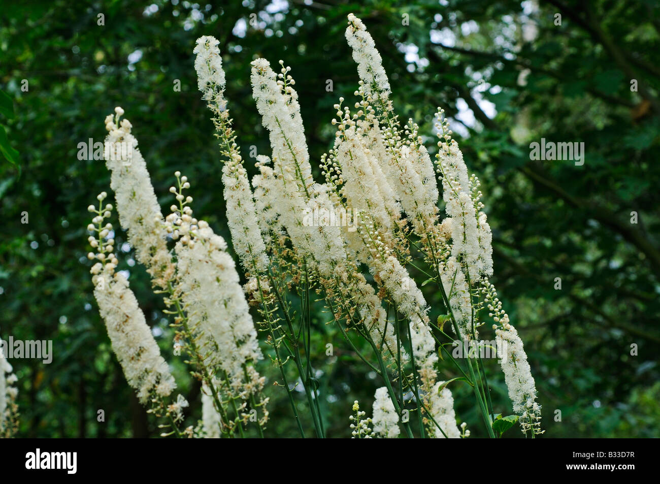Flores Racemosas Cytisus Racemosus | Tropical Coast
