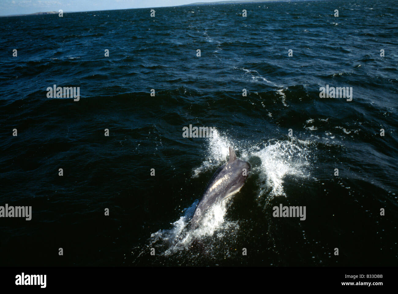 Irish dolphins hi-res stock photography and images - Alamy