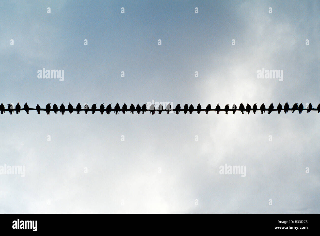 A row of birds sitting on a power line Stock Photo - Alamy