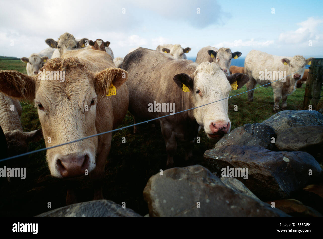 Caged cow hi-res stock photography and images - Alamy