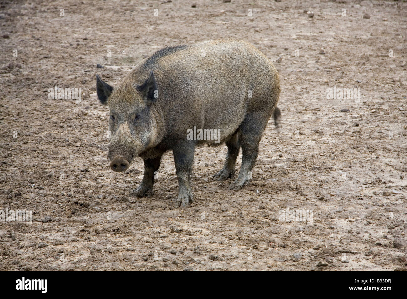 Wild boar Sus scrofa pig swine wildlife Stock Photo - Alamy