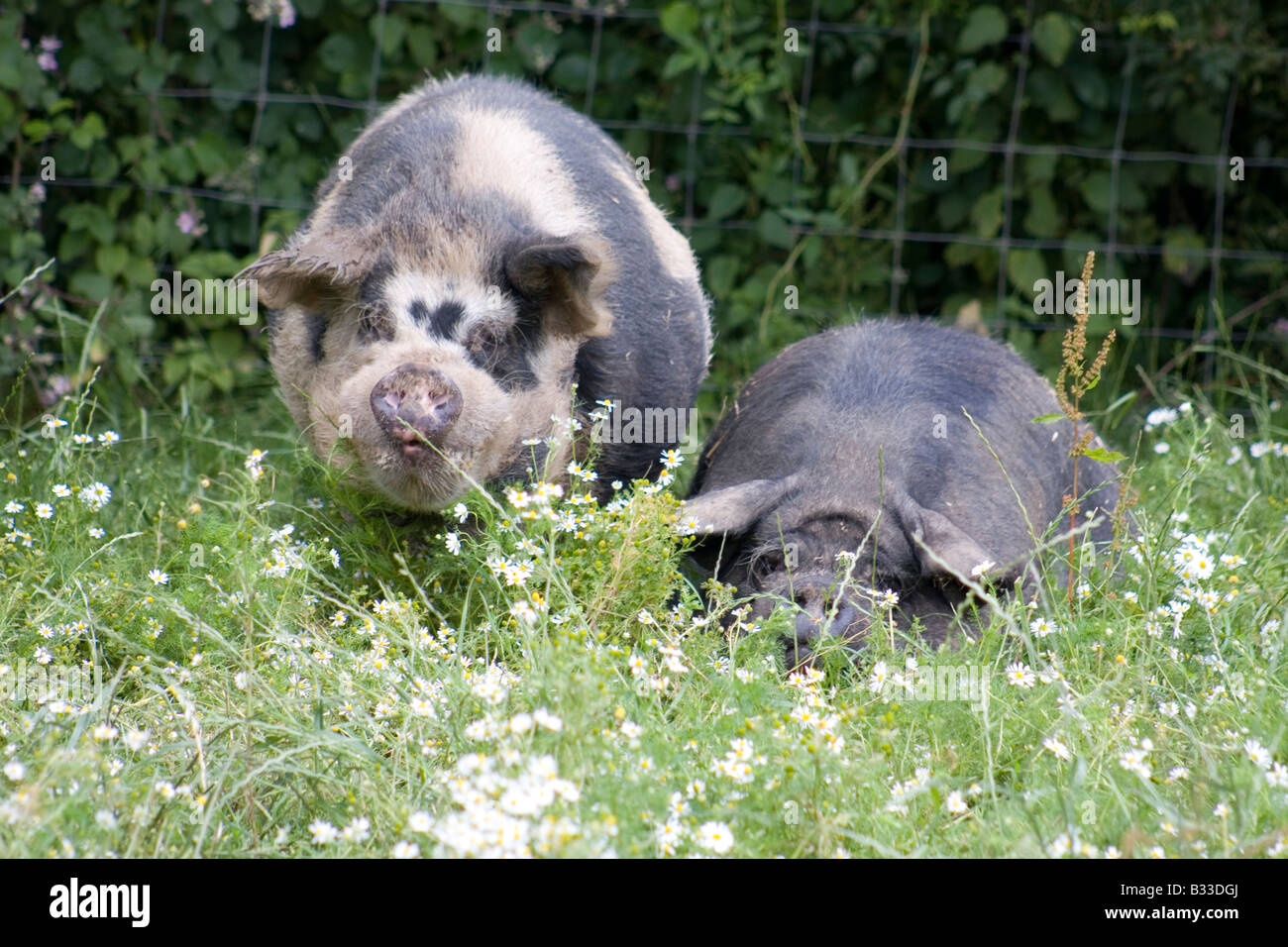 Kune pig boar and sow Stock Photo - Alamy