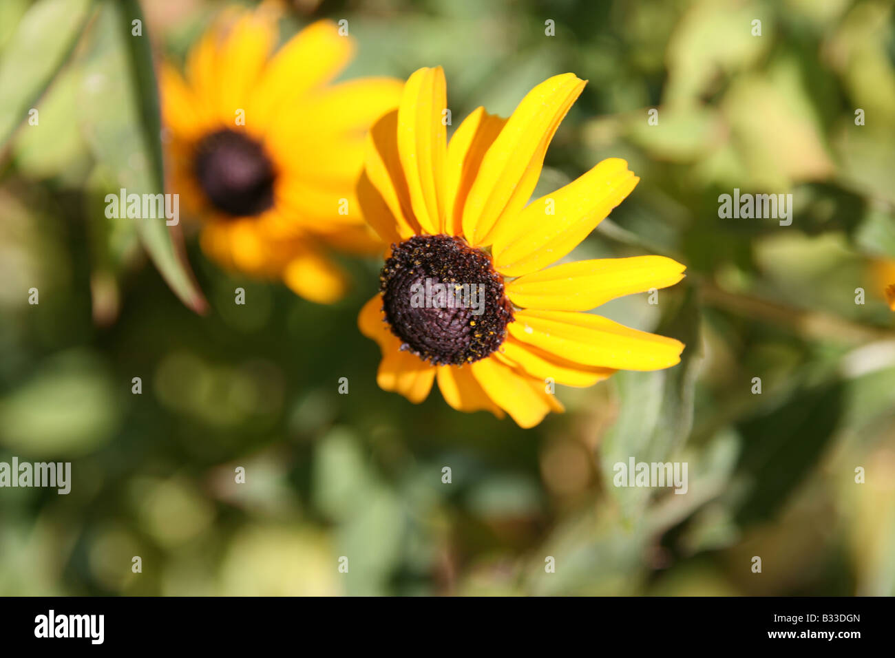 Native wild flower hi-res stock photography and images - Alamy
