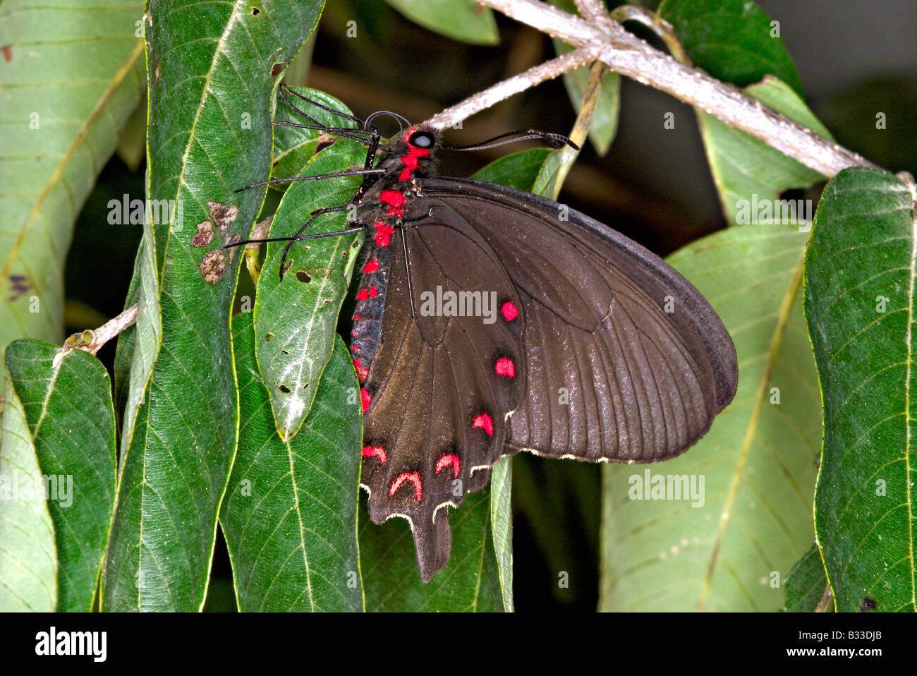 Montezuma Cattleheart Parides montezuma Stock Photo - Alamy