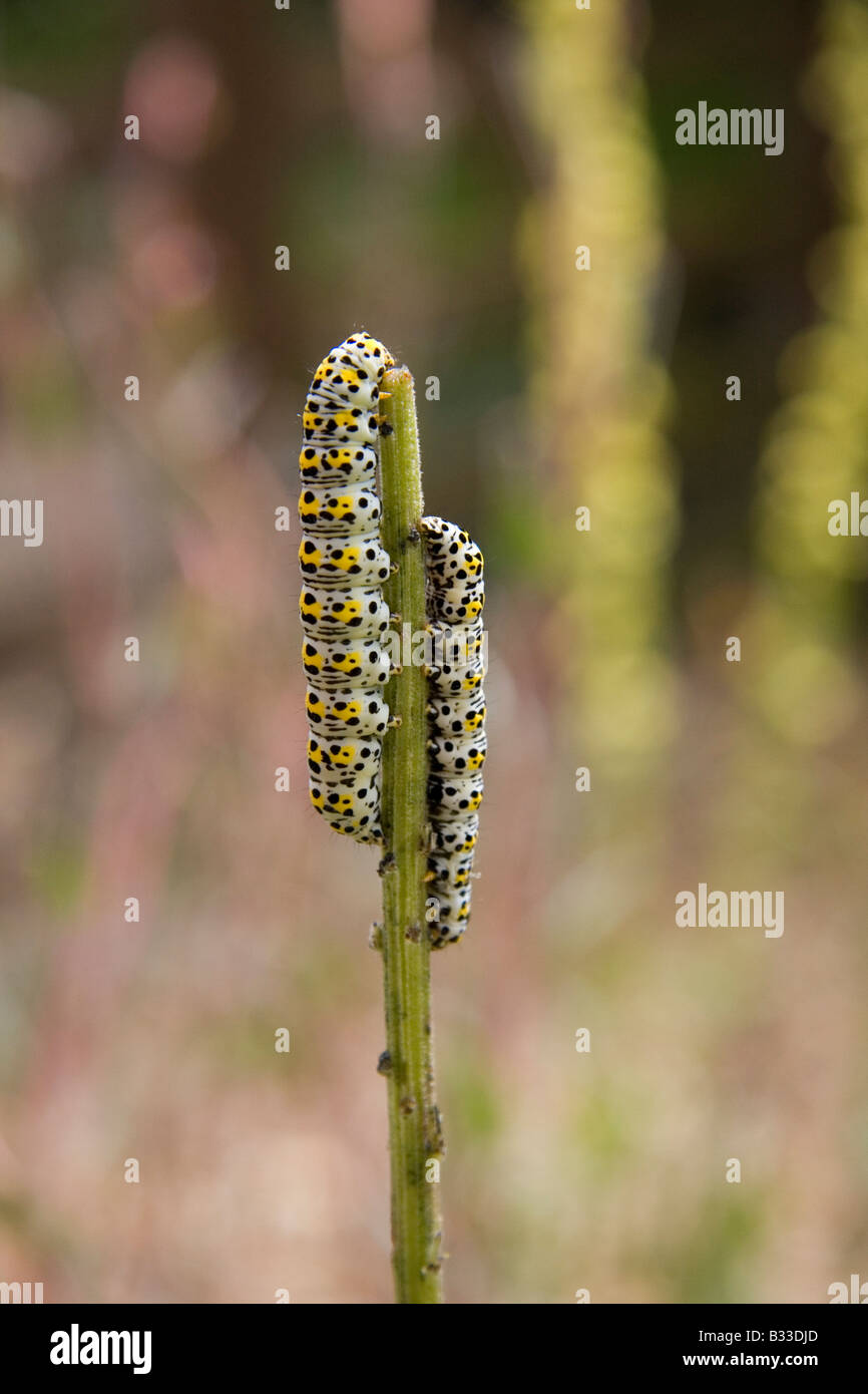 Mullein moth caterpillar Cucullia verbasci on verbascum nigrum Stock ...