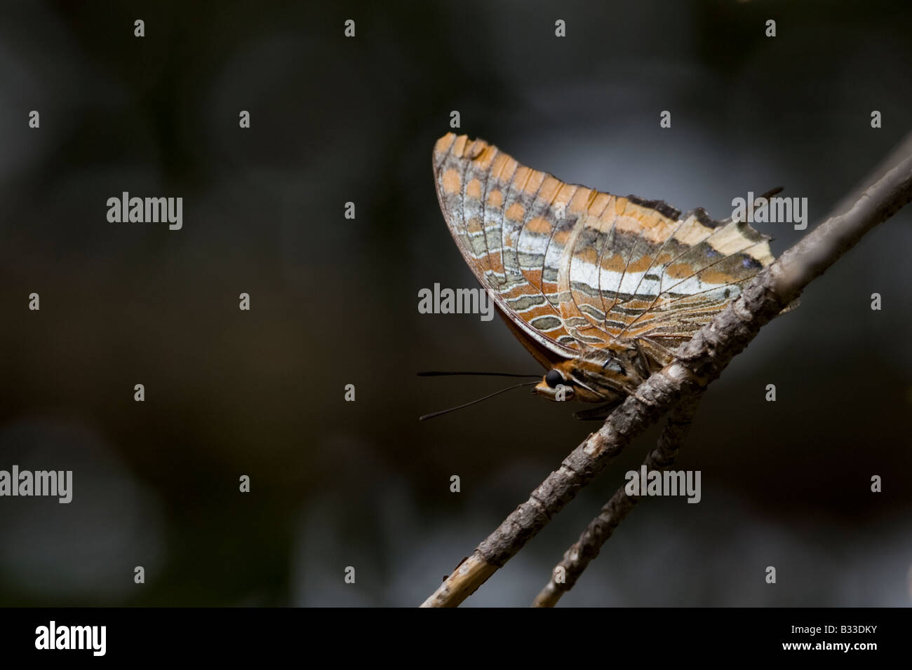Two tailed pasha butterfly hi-res stock photography and images - Alamy