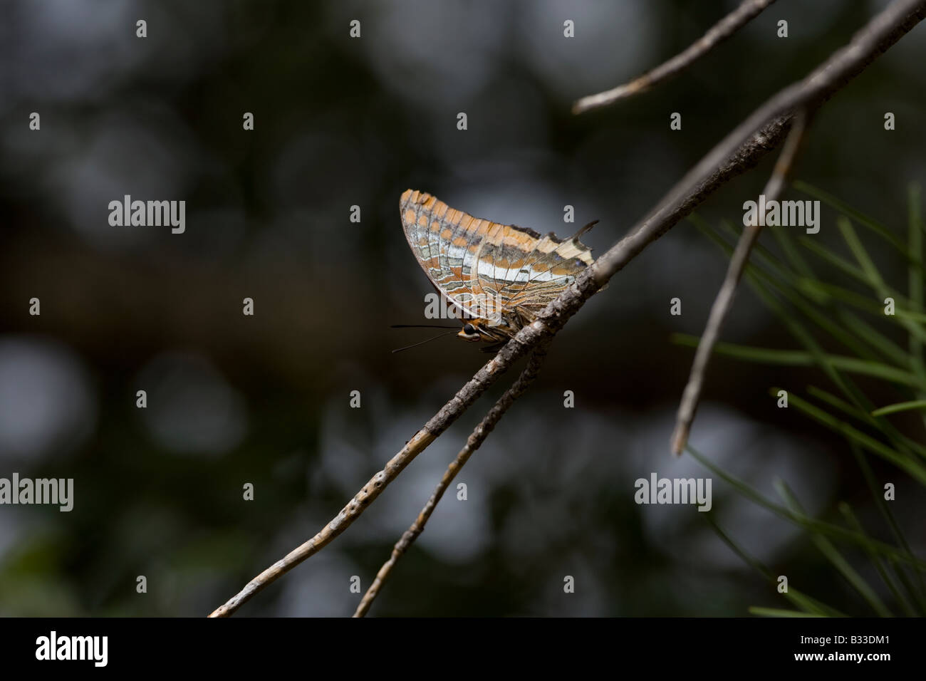 Two-tailed Pasha Charaxes jasius Stock Photo - Alamy