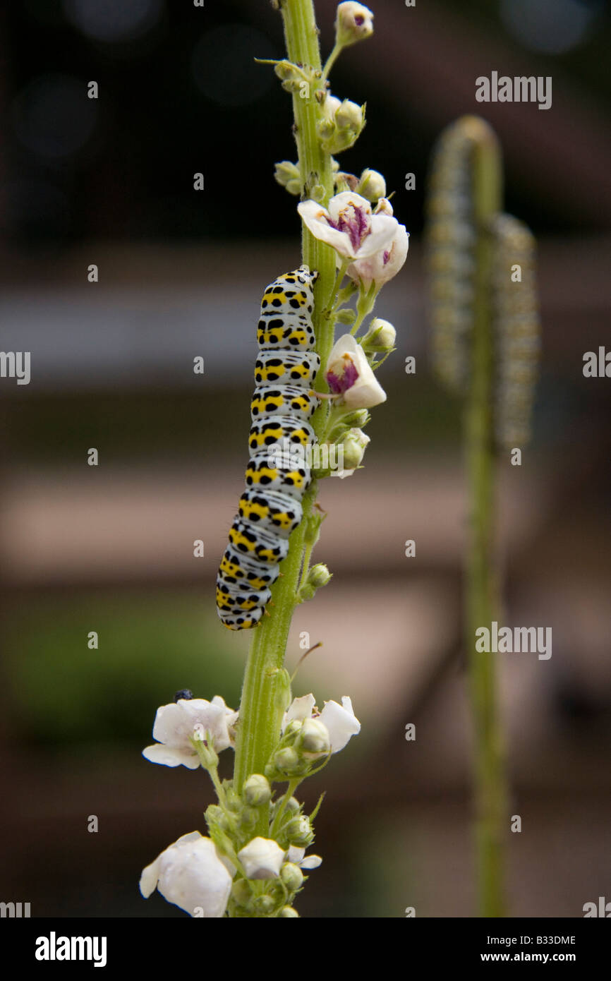 Mullein moth caterpillar Cucullia verbasci on verbascum nigrum Stock ...