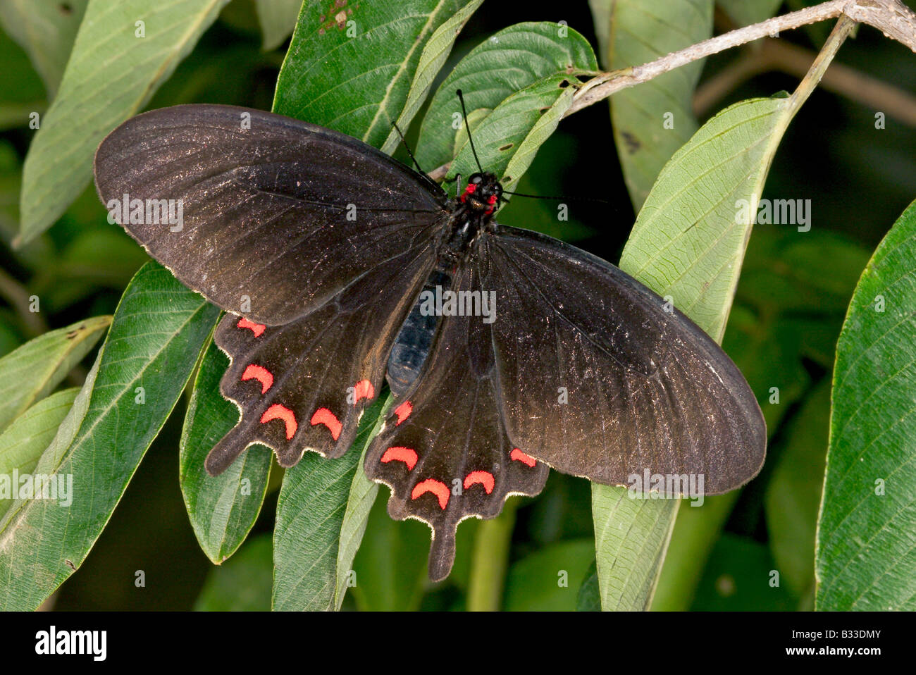 Parides montezuma hi-res stock photography and images - Alamy