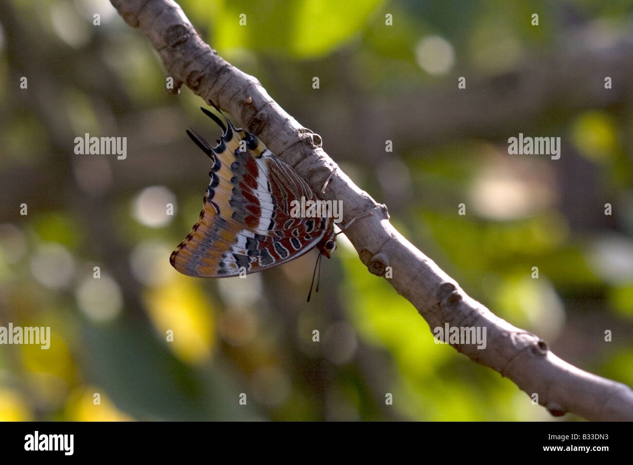 Two-tailed Pasha Charaxes jasius Stock Photo - Alamy