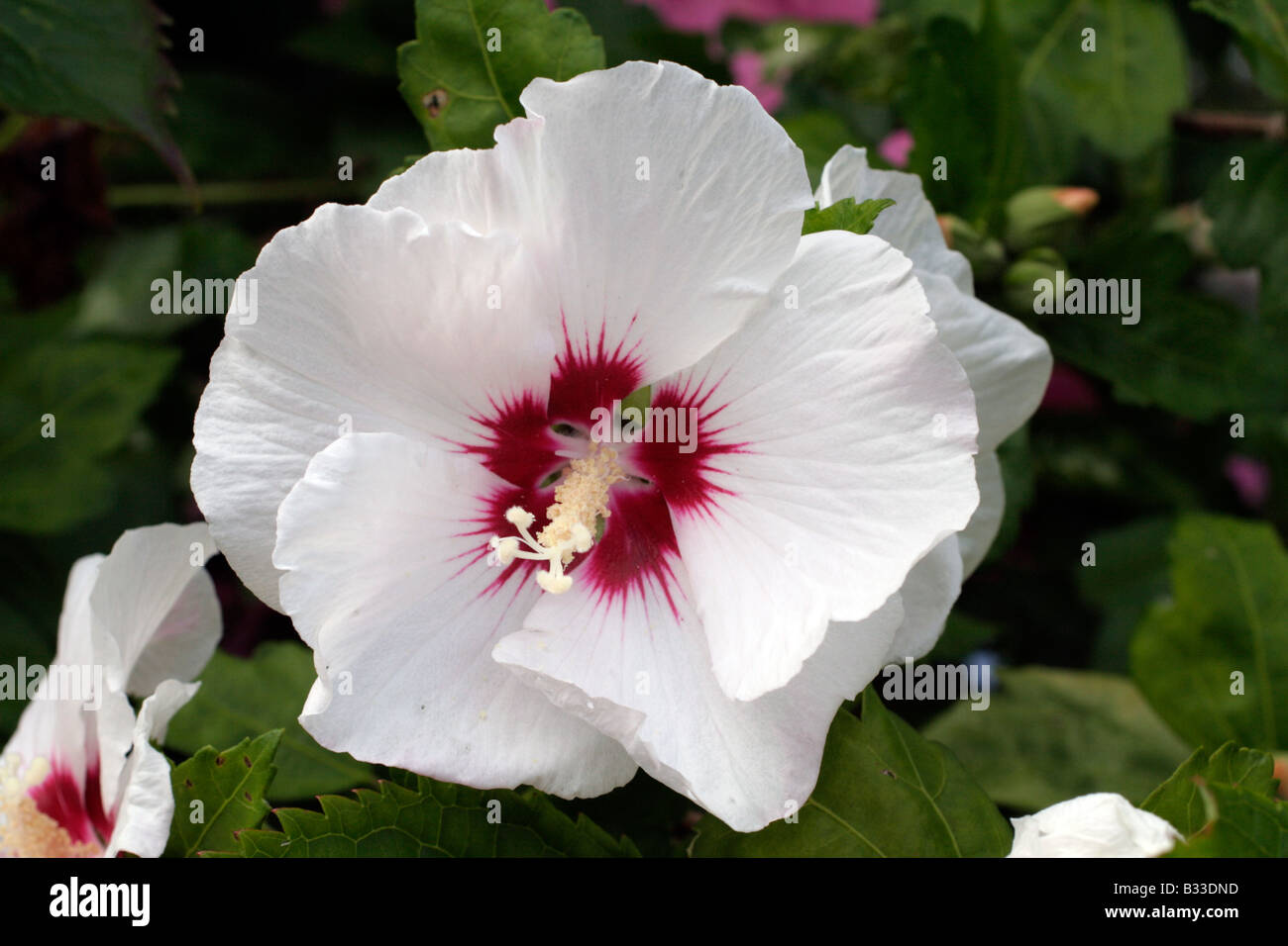 HIBISCUS SYRIACUS RED HEART Stock Photo - Alamy