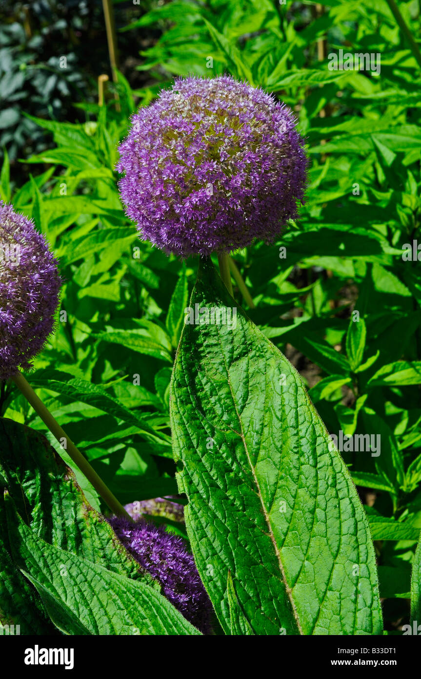 Alium flower head hi-res stock photography and images - Alamy