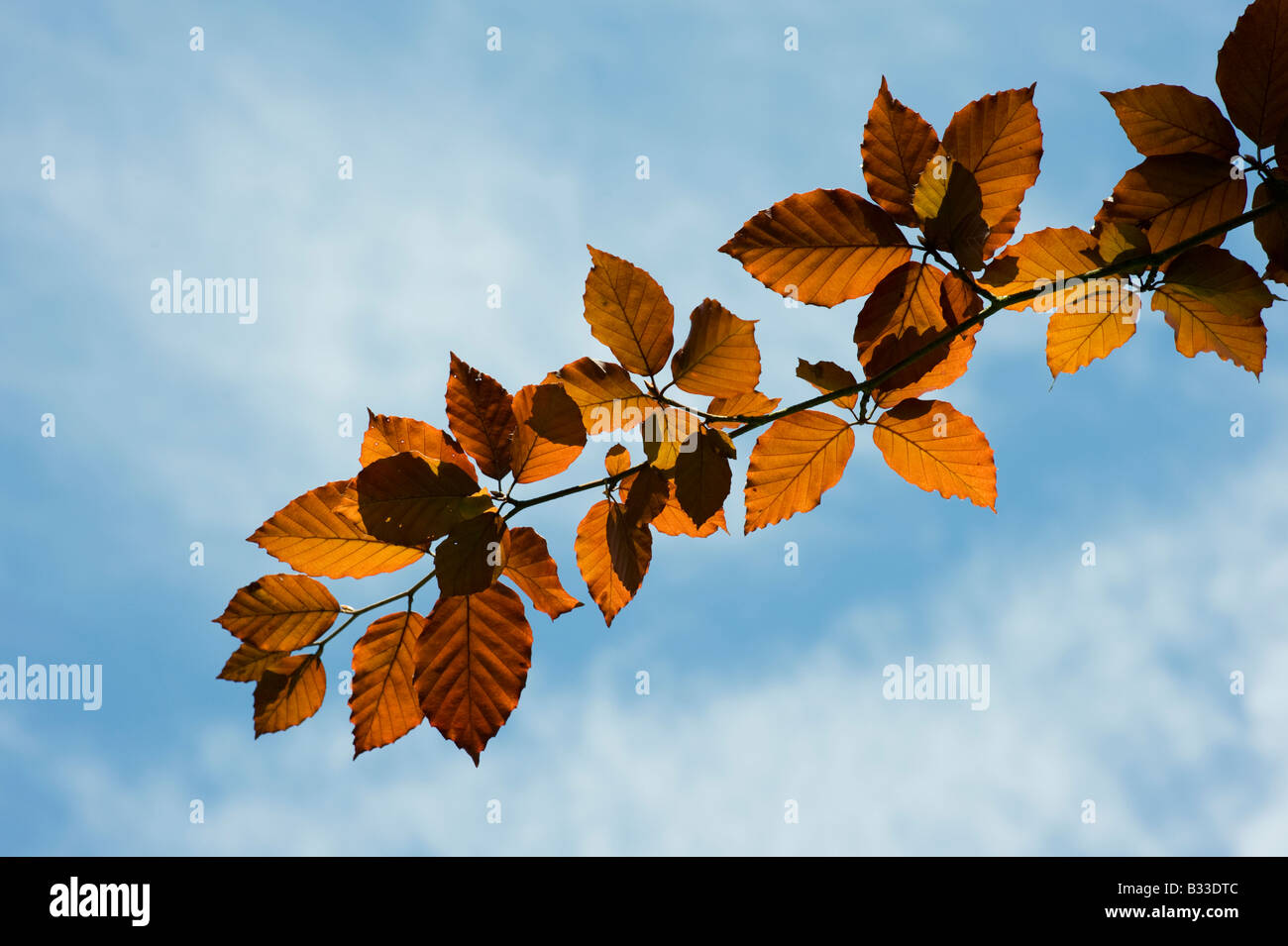 Fagus sylvatica f. purpurea. Copper beech leaves against bright blue ...