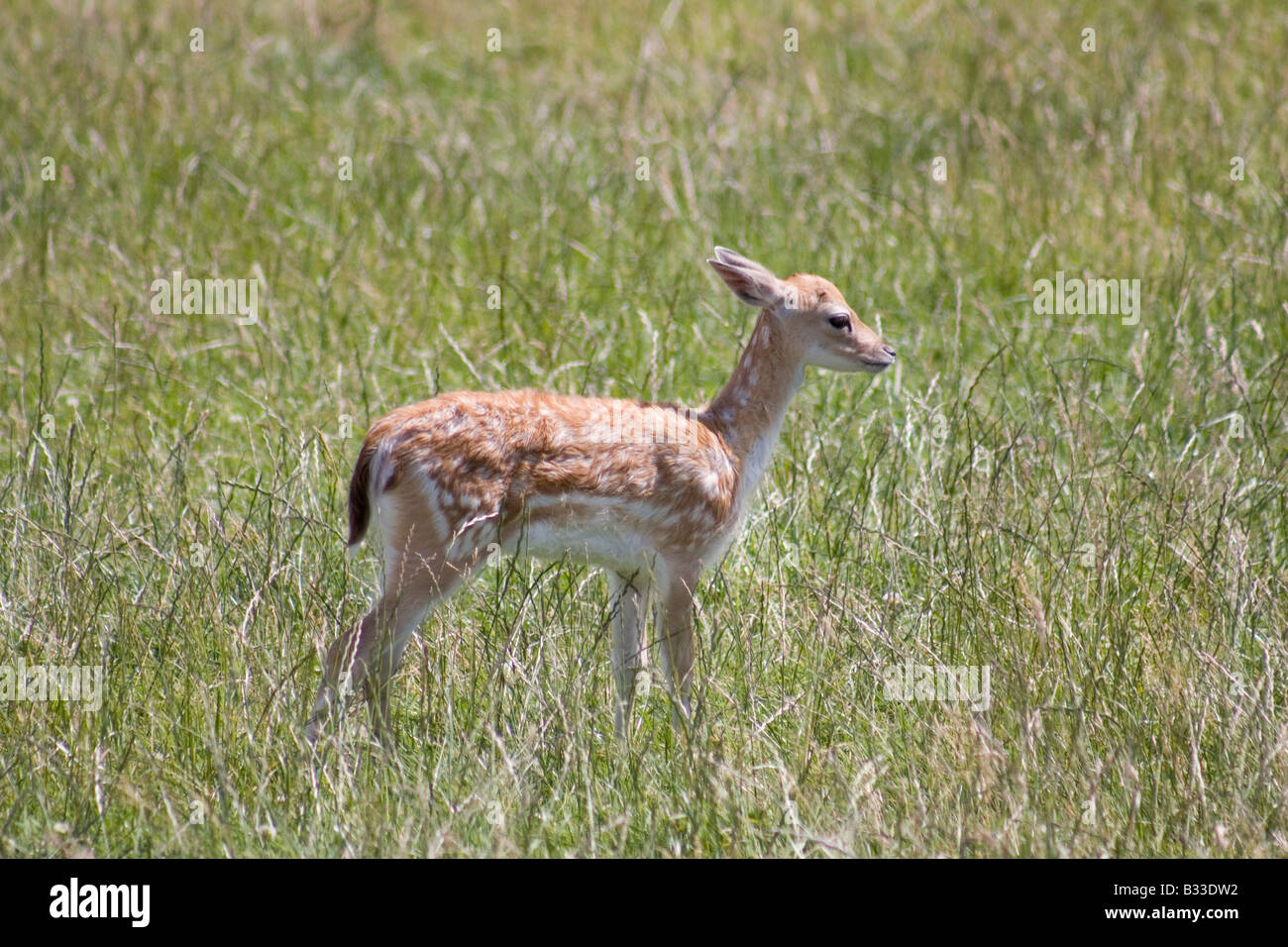 Fallow Deer fawn Dama dama summer Stock Photo - Alamy