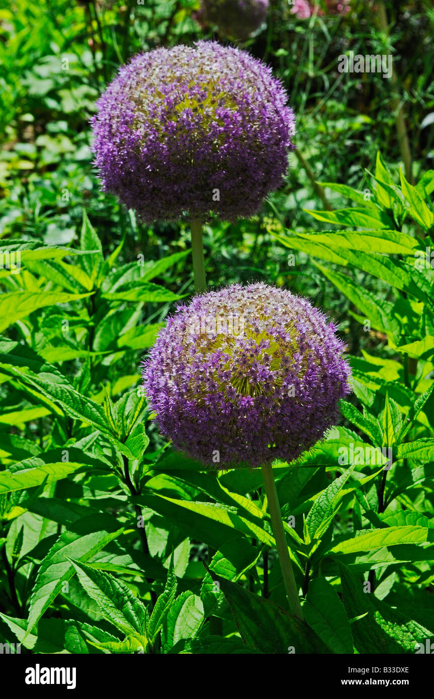 Alium purple hi-res stock photography and images - Alamy