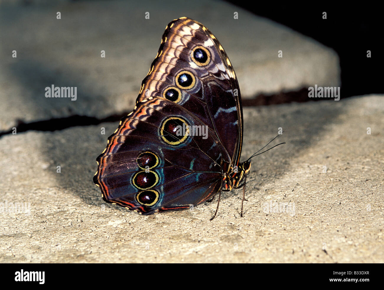 Morpho butterfly in flight hi-res stock photography and images - Alamy