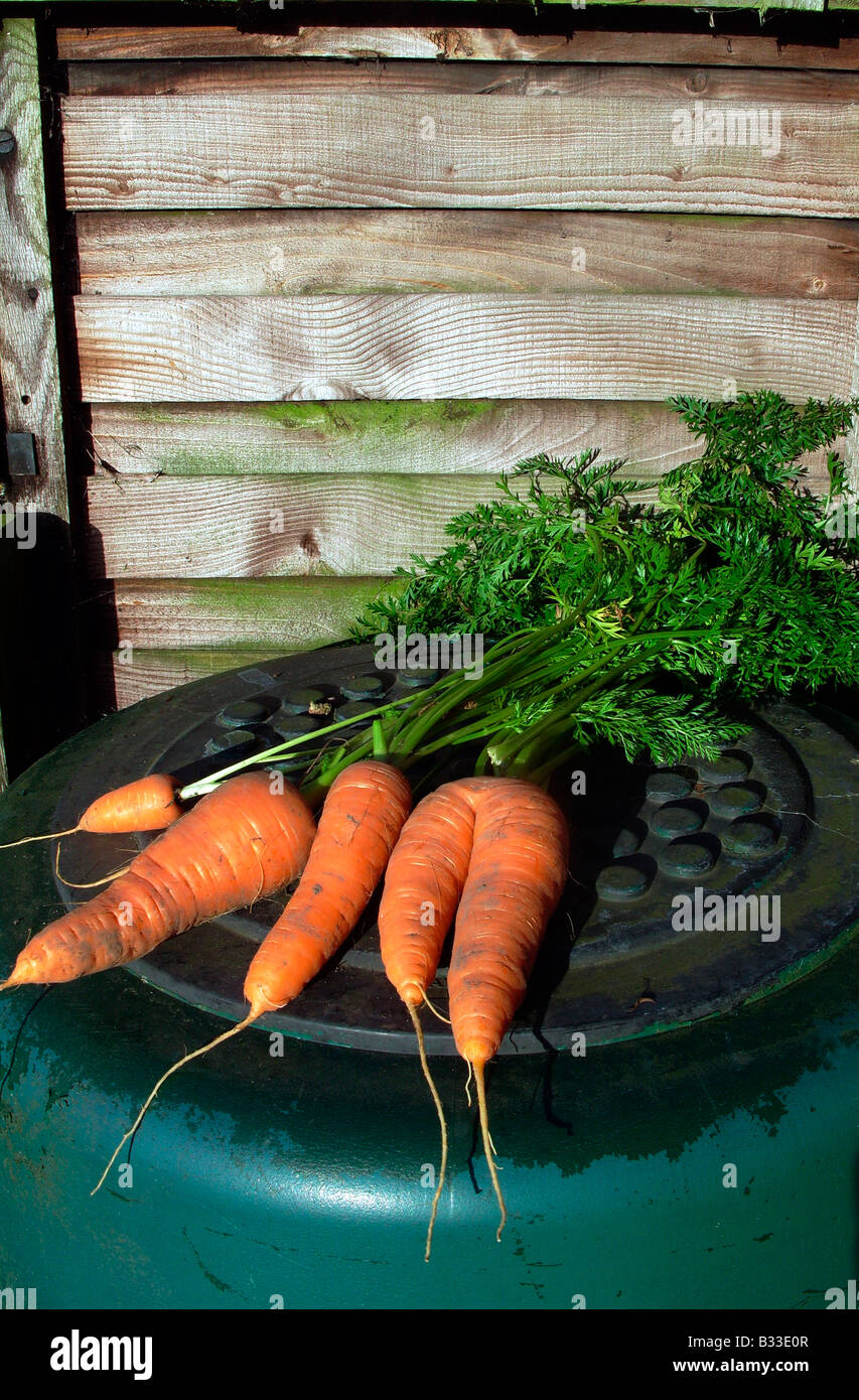 Stout Taproot High Resolution Stock Photography and Images - Alamy Stout Taproot High Resolution Stock Photography and Images - Alamy