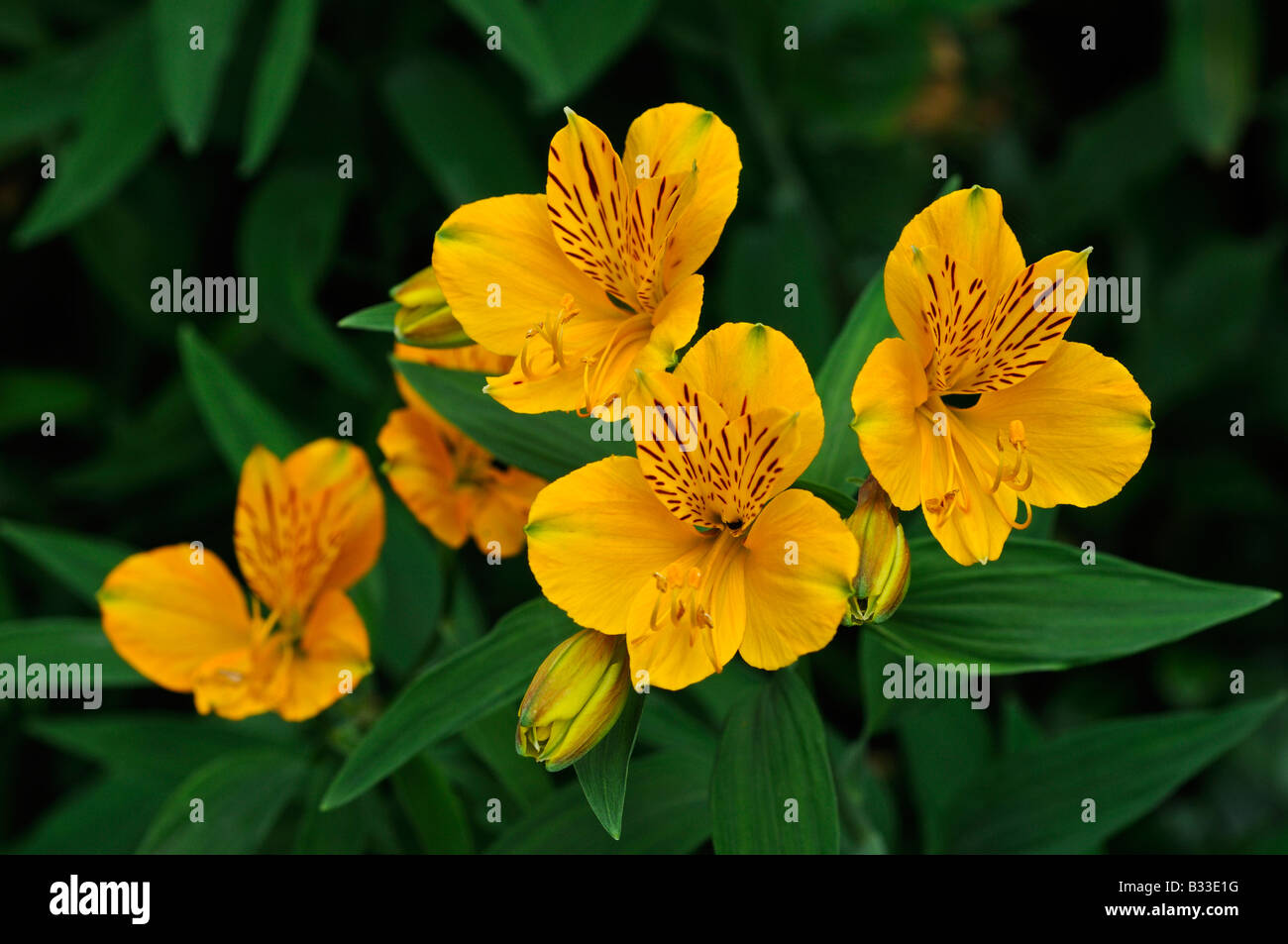 Alstroemeria hi-res stock photography and images - Alamy