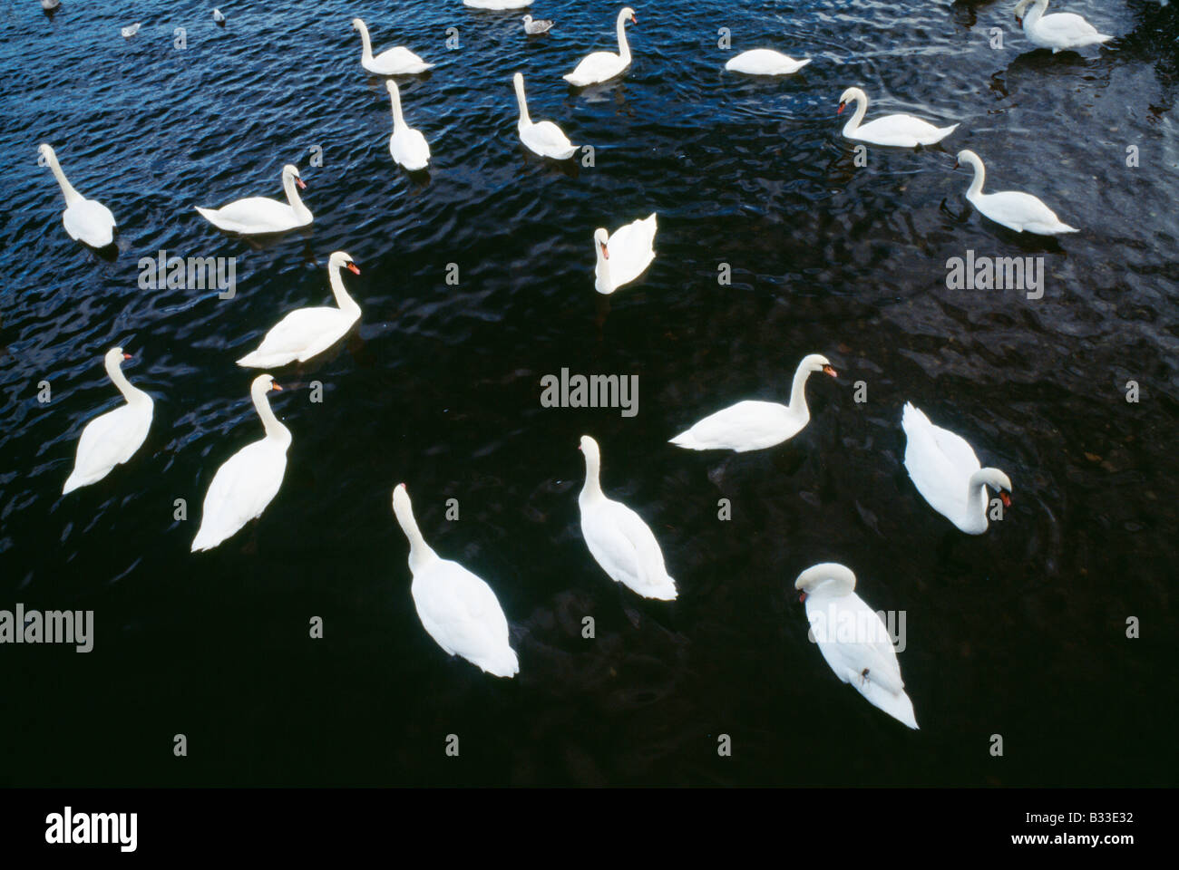 Galway birds hi-res stock photography and images - Alamy