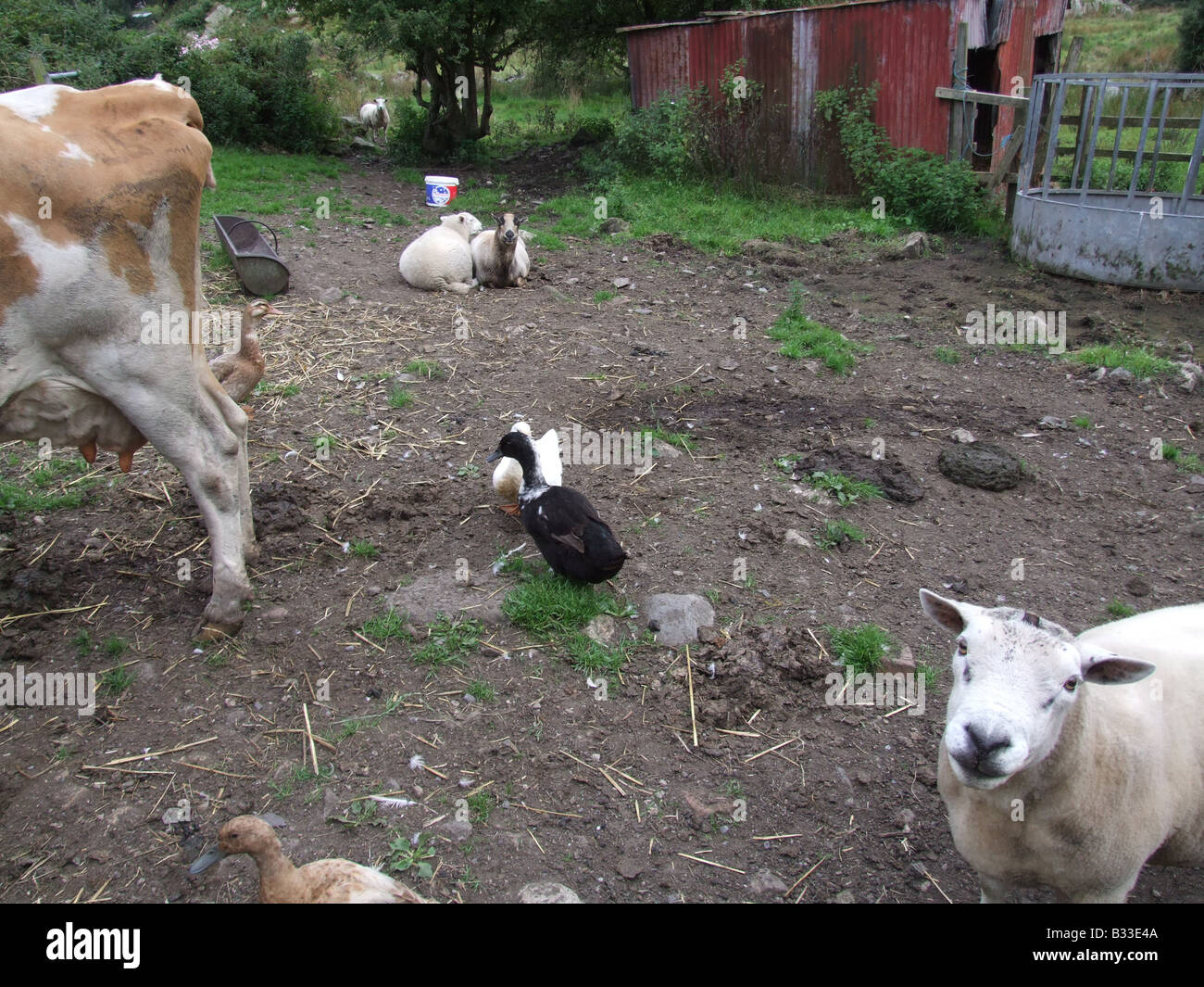 many different animals on farm yard Stock Photo - Alamy