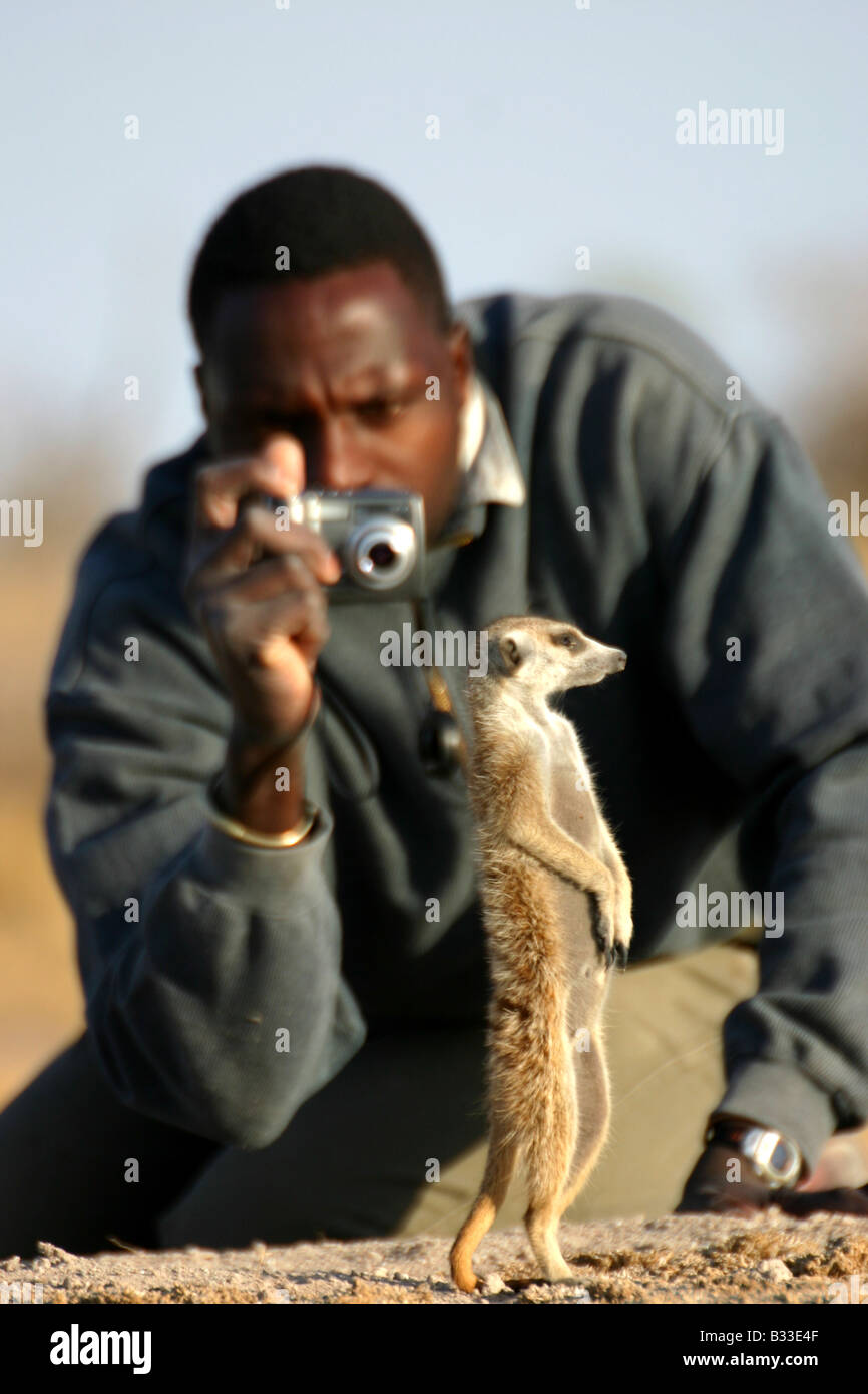 Cute meerkat photo hi-res stock photography and images - Alamy