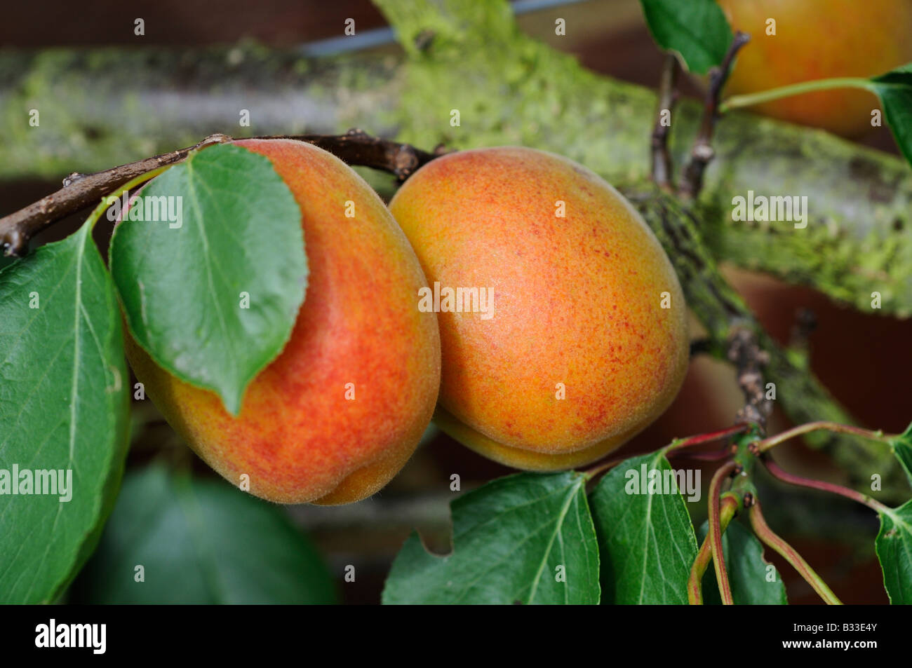 Apricot Delicot FLAVORCOT Stock Photo - Alamy