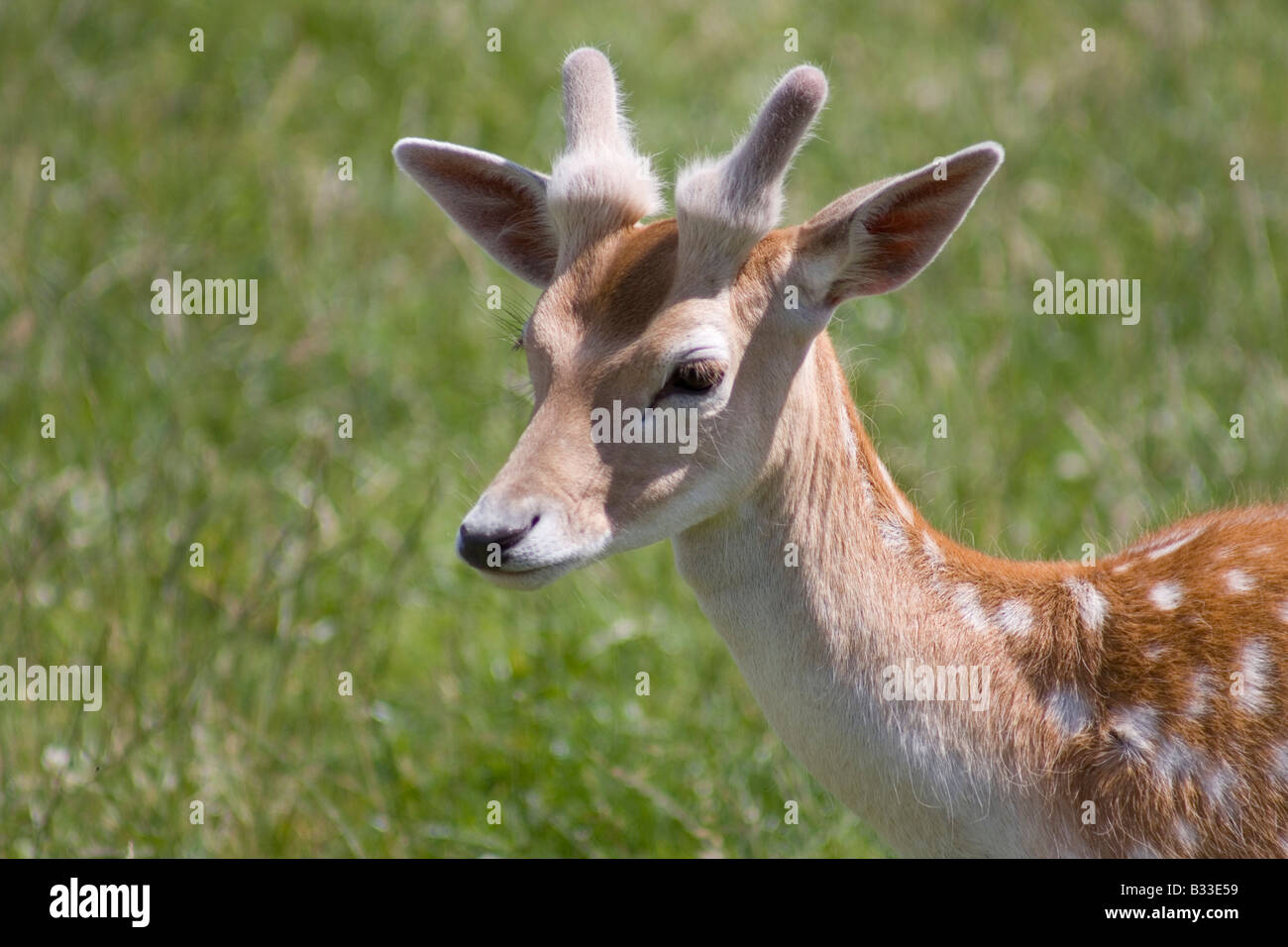 Fallow Deer Dama dama Stock Photo - Alamy