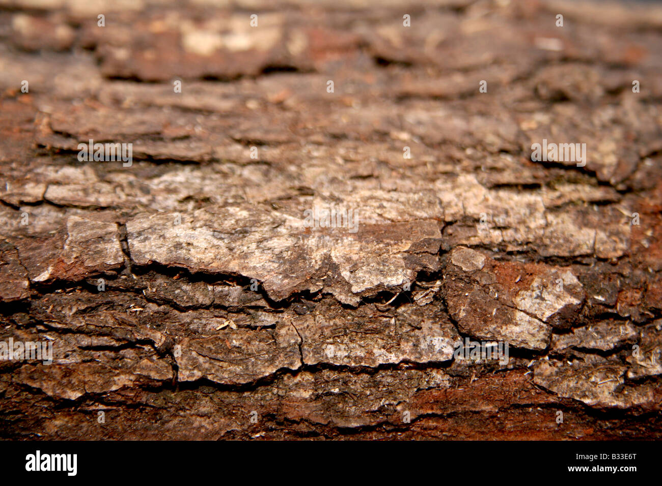 British tree bark hi-res stock photography and images - Alamy