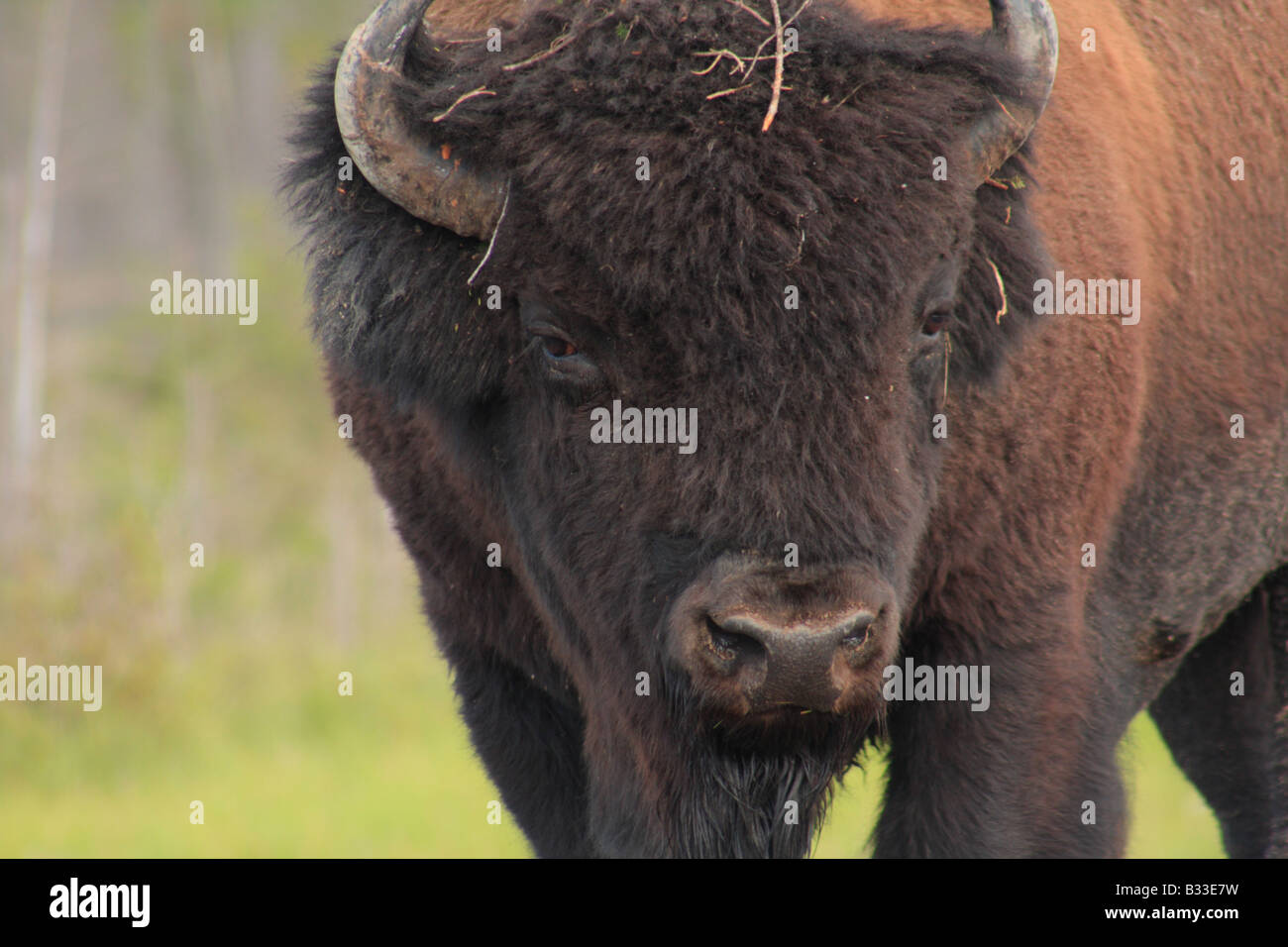 Mackenzie bison sanctuary hi-res stock photography and images - Alamy