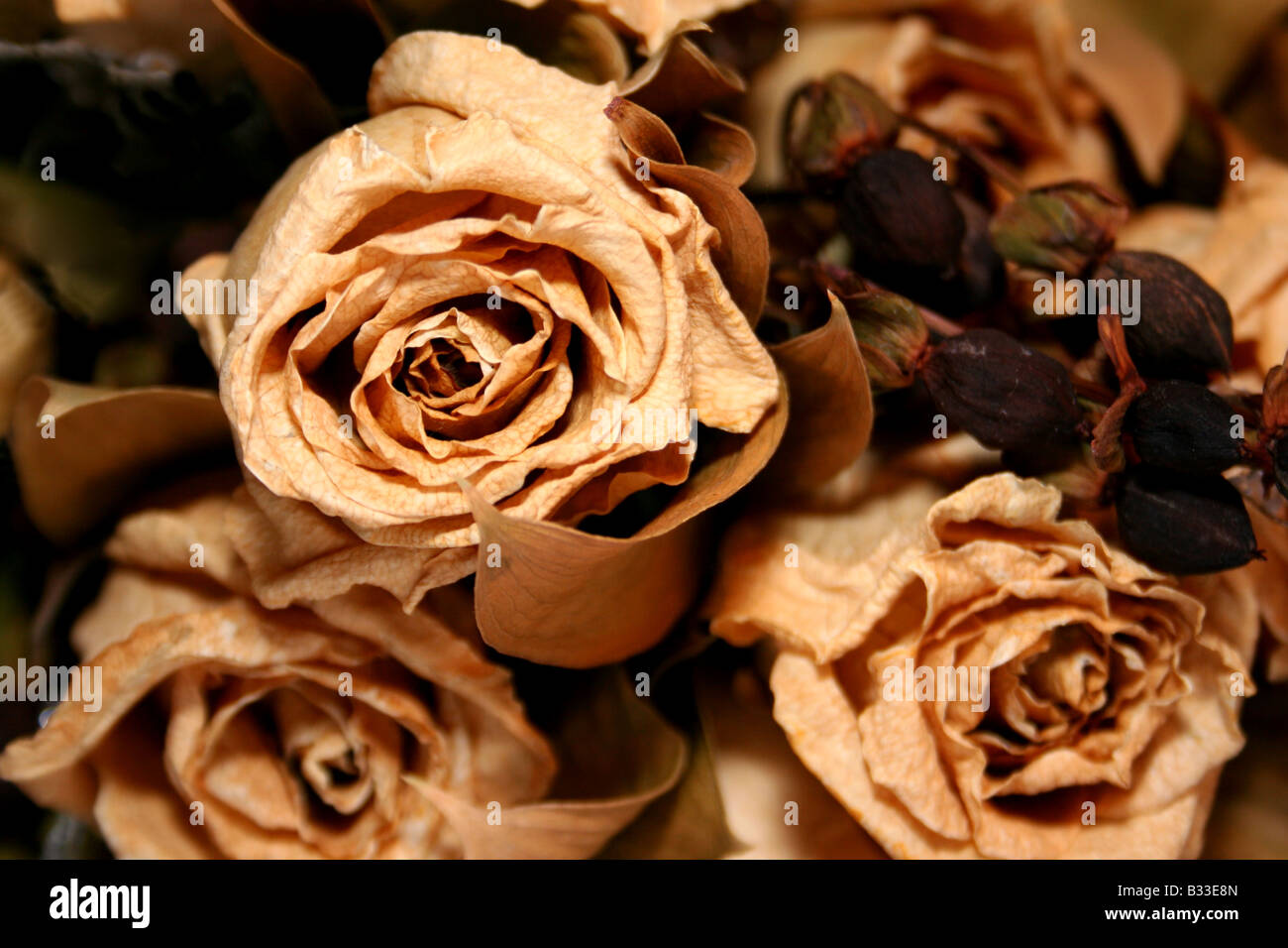 A bunch of dead roses Stock Photo - Alamy