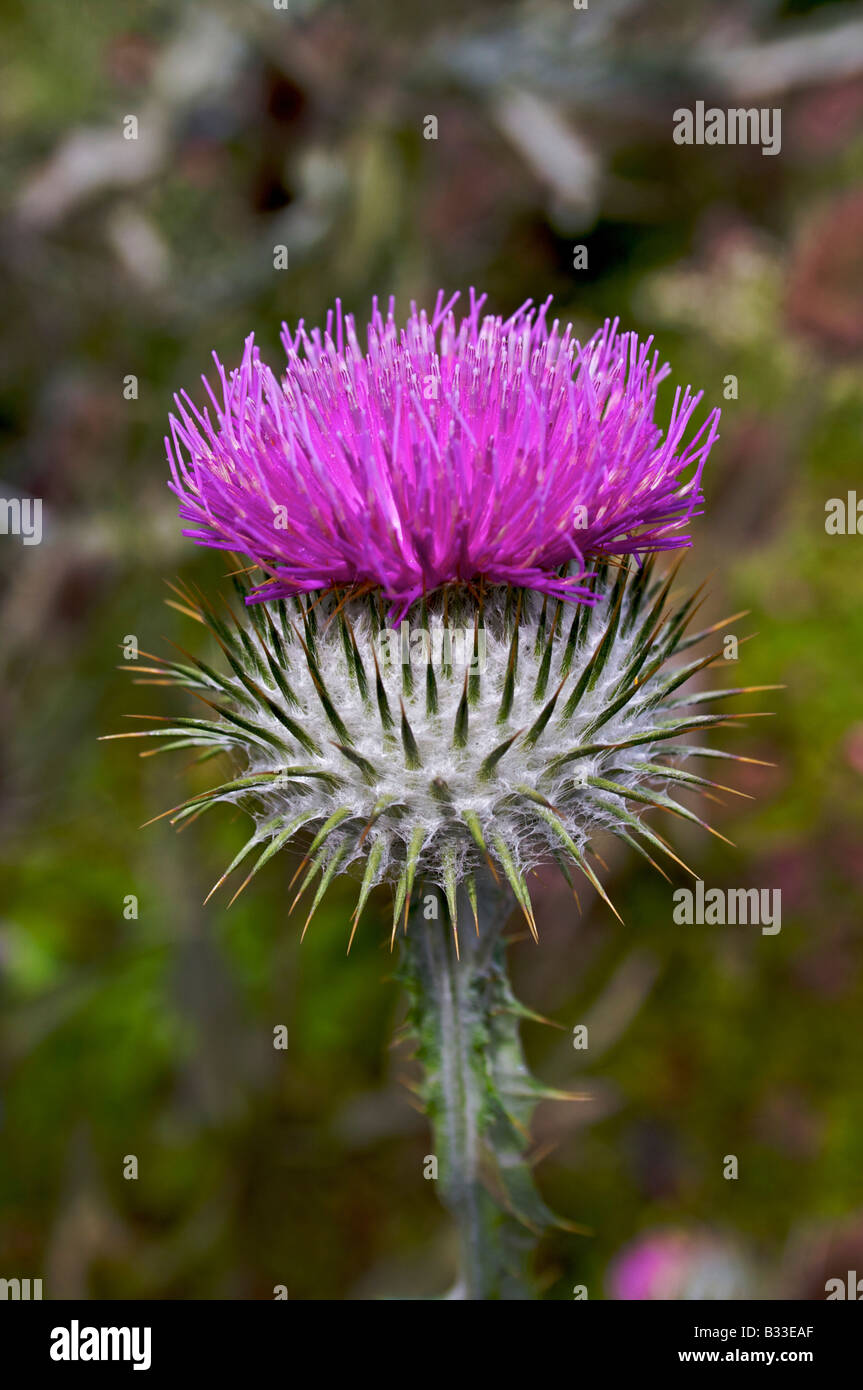 SCOTTISH THISTLE NATIONAL EMBLUM OF SCOTLAND Stock Photo - Alamy