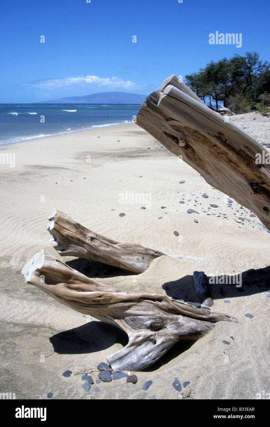 Weathered driftwood on California beach Stock Photo - Alamy