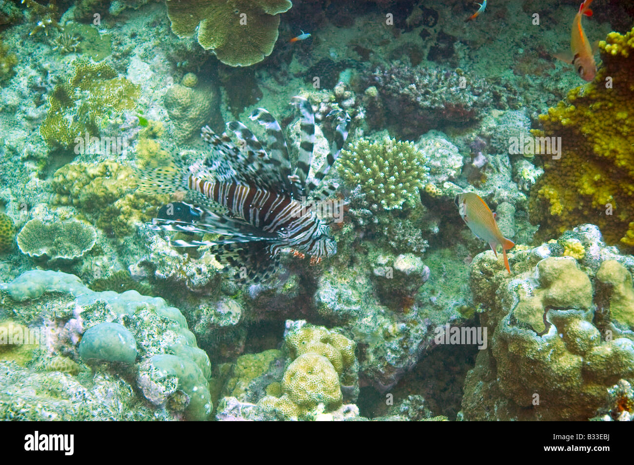 common lionfish near variety of coral of great barrier reef australia ...