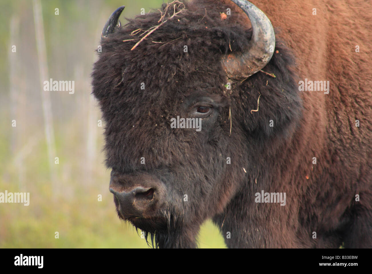 Mackenzie bison sanctuary hi-res stock photography and images - Alamy