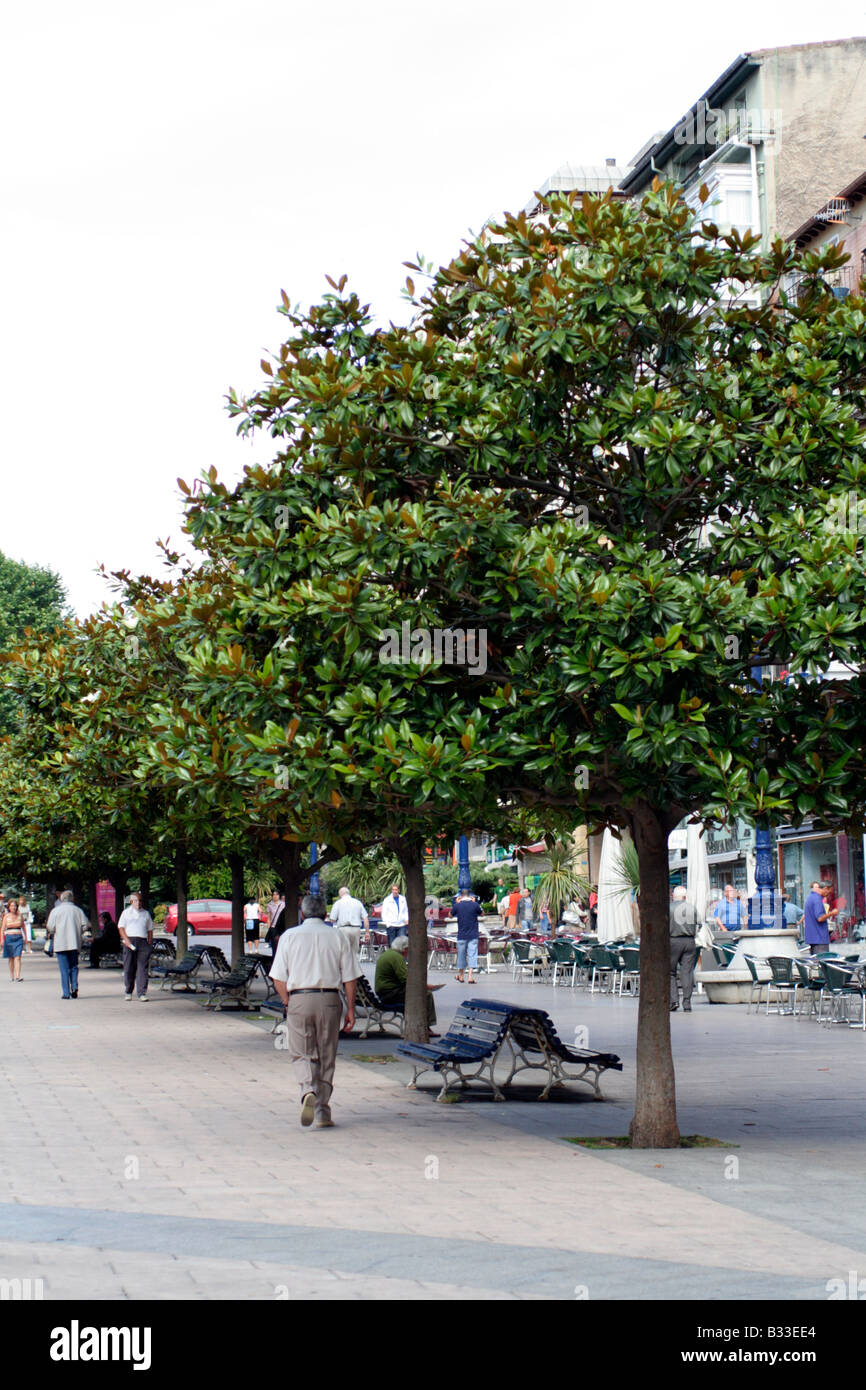 MAGNOLIA GRANDIFLORA GROWING AS A STREET TREE IN SANTANDER CANTABRIA ...