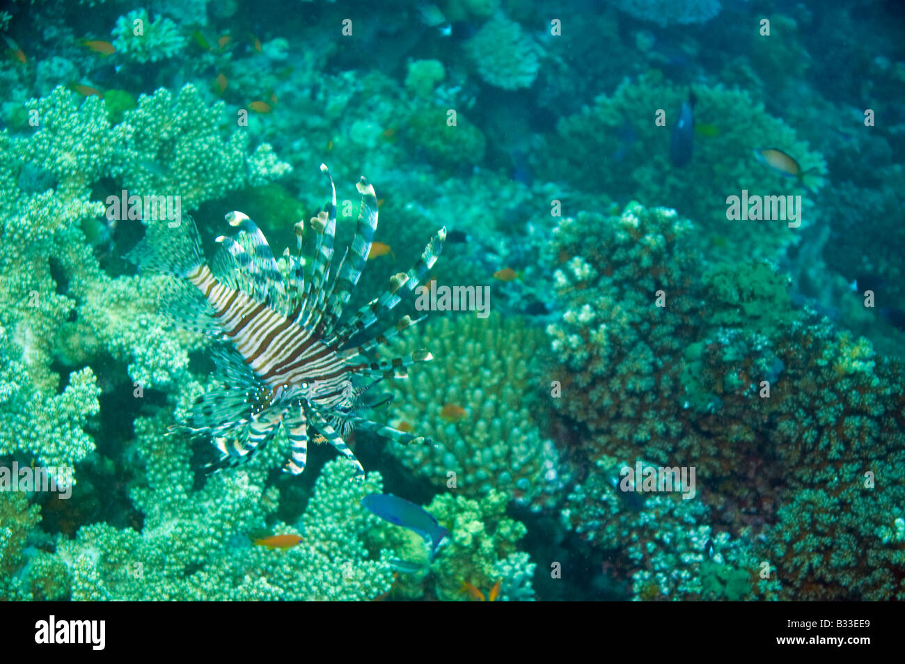 single common lionfish above coral of great barrier reef australia ...