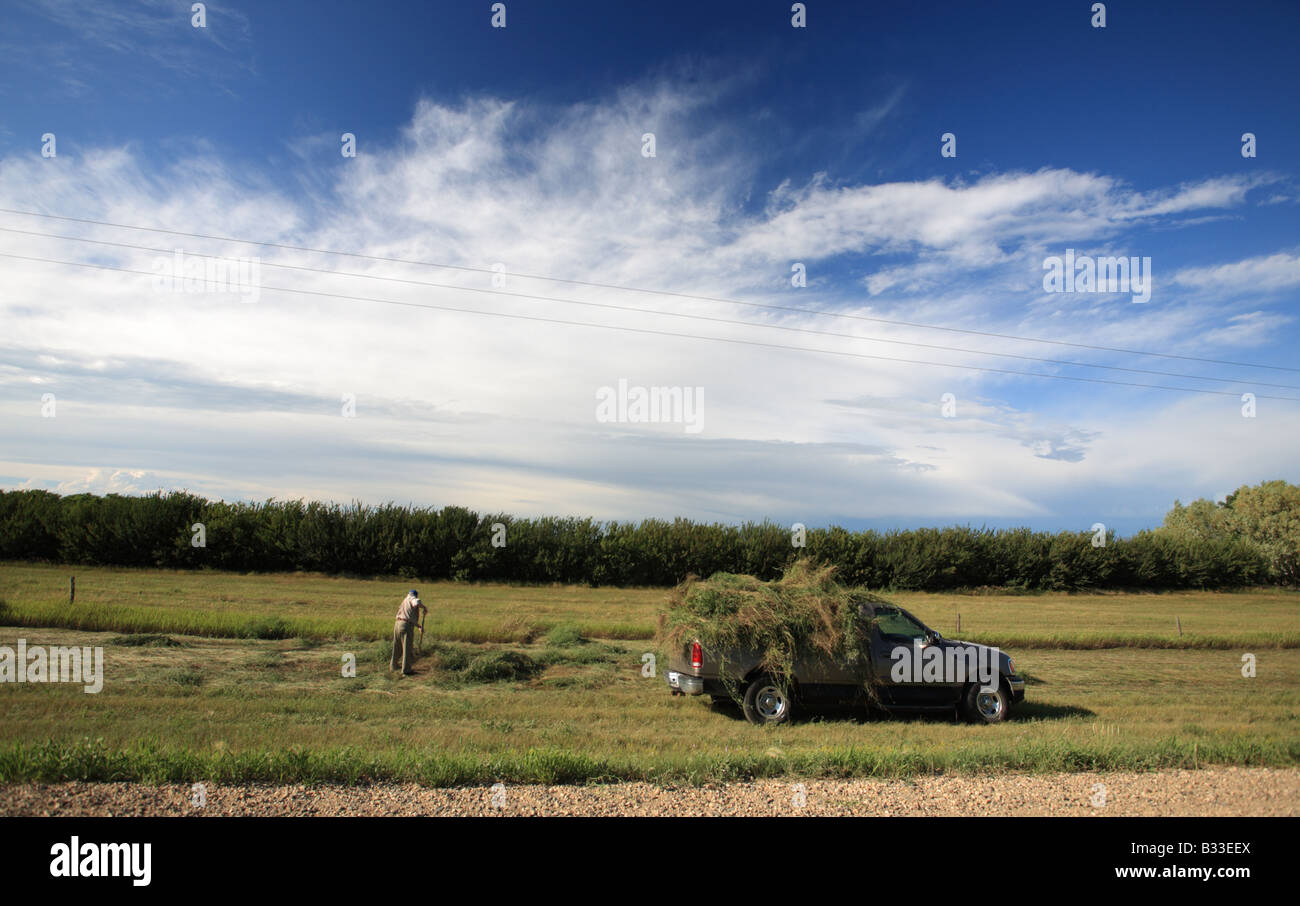 Man collecting hay from ditch Stock Photo - Alamy