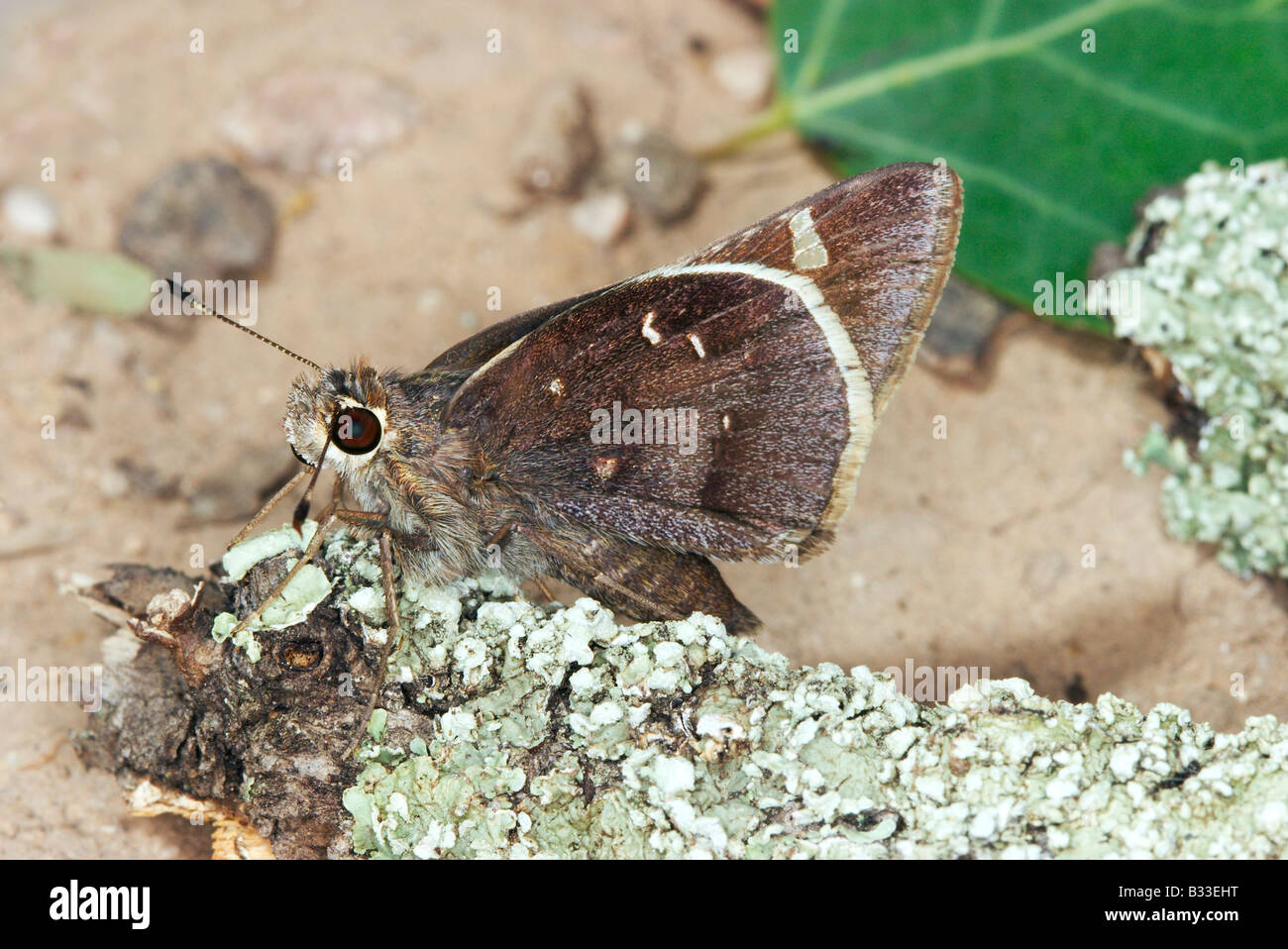 Moon-marked Skipper Atrytonopsis lunus Stock Photo - Alamy