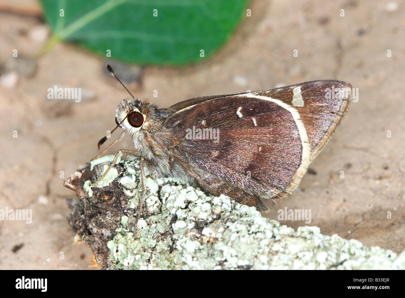 Moon-marked Skipper Atrytonopsis lunus Stock Photo - Alamy